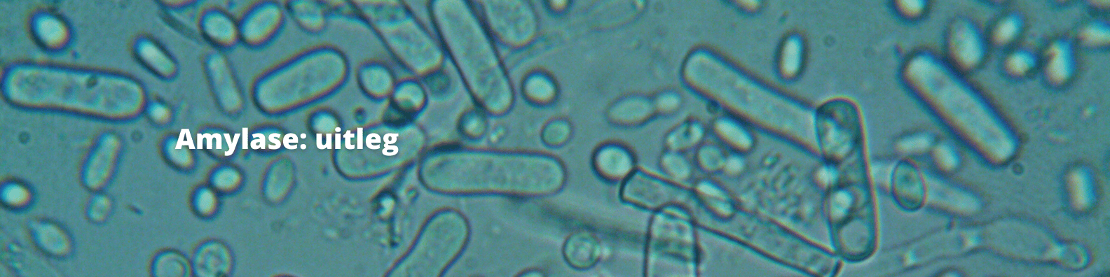 Amylase | Digistudies