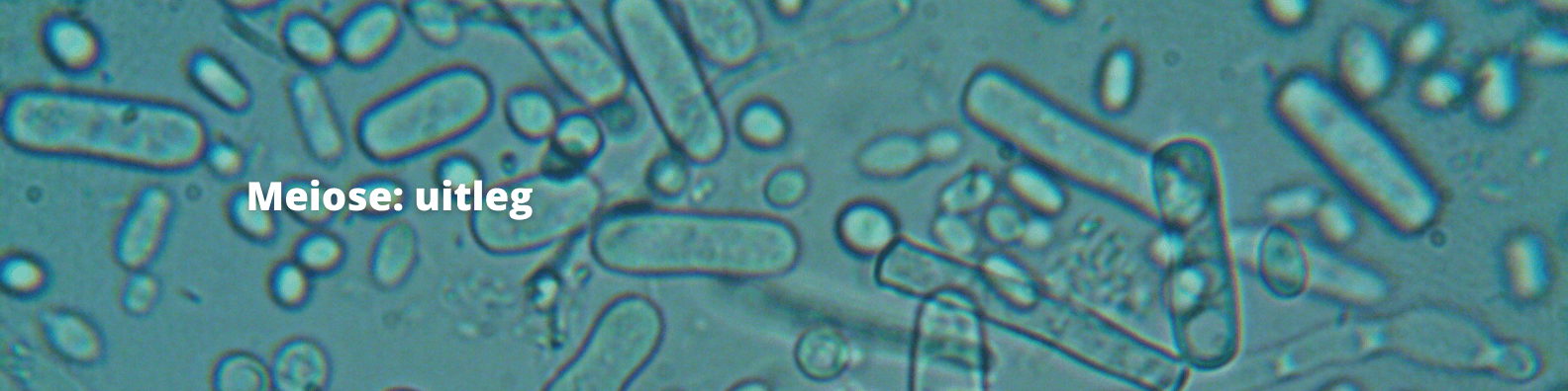 Meiose | Digistudies